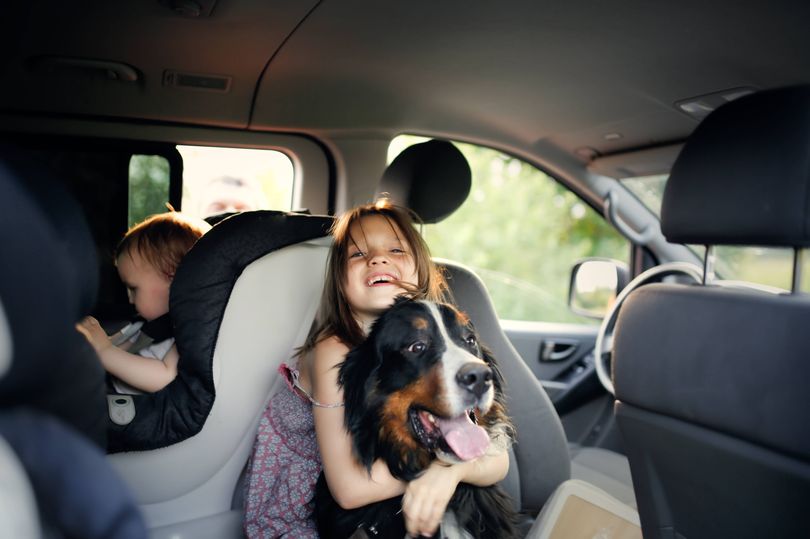 Motorists risk £5,000 fines for mistake when transporting dogs in cars