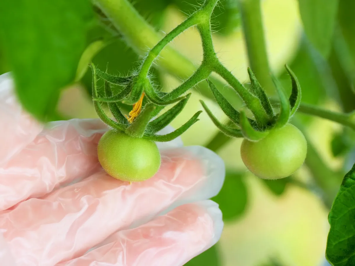 Evropa otáčí. Chystá se povolení pěstování geneticky upravených plodin
