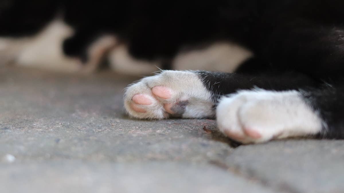 This tuxedo cat looks like a red panda and runs like his entire soul ...