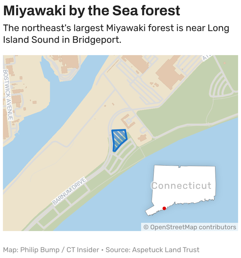 Connecticut's least tree-covered city is growing the Northeast's ...