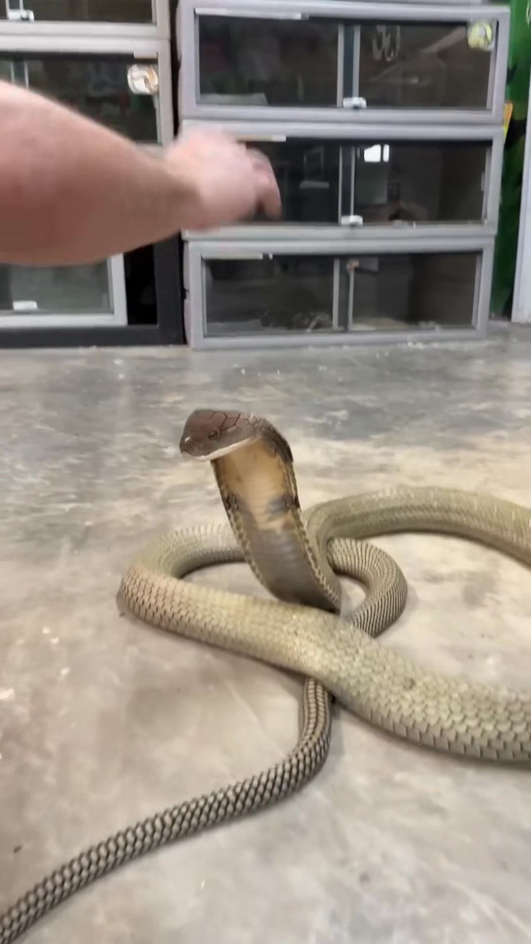 King cobra observation in the wild