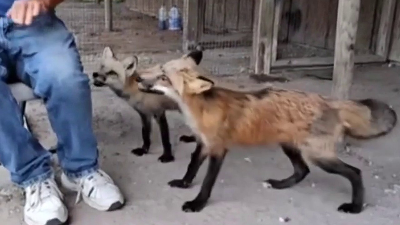 Safari Wilderness fox encounter