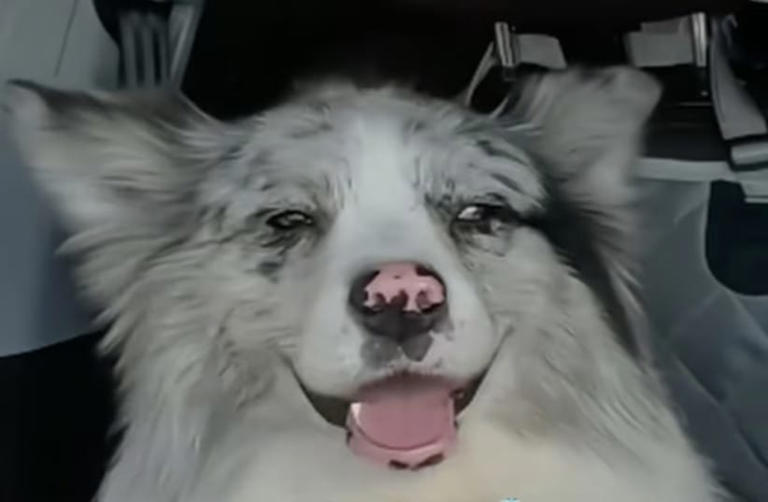 Social media-famous border collie allegedly eaten after being stolen in ...