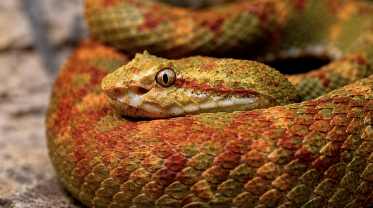 The deadliest snakes you’ll be glad to know are extinct