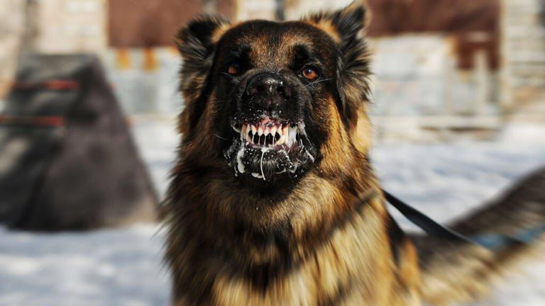 What happens to your body when you get rabies day by day