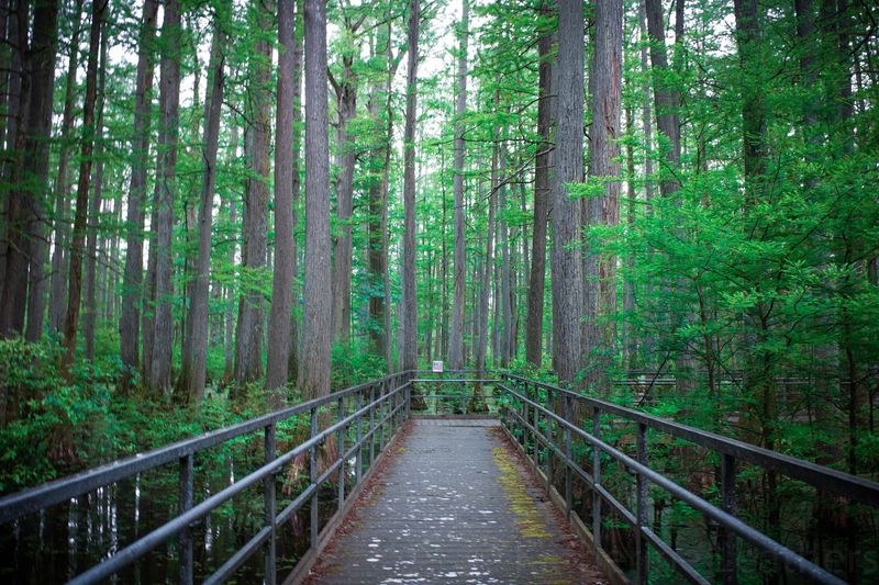 Stand on the boardwalk at dawn and watch mist spirals rise from ...