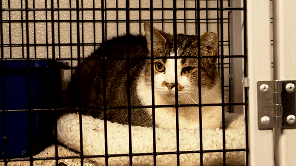 Lucky Dog Animal Rescue opens new cat care facility in Florence