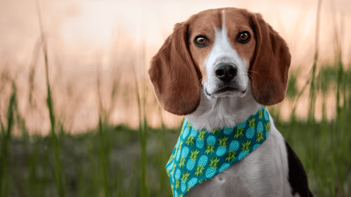 Weekend paws: 7 fun and active things to do with your dog this weekend