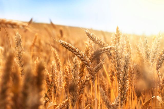 French regenerative farms lose far less in drought, study finds, enough ...