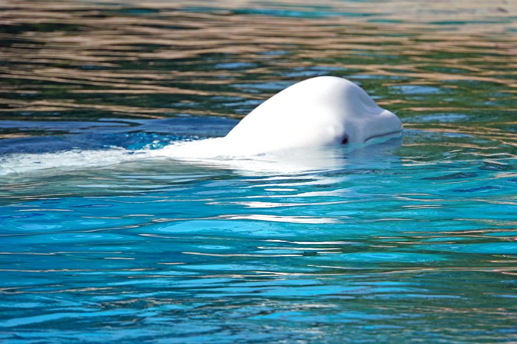 Canada permits relocation of beluga whales amid debate over marine park