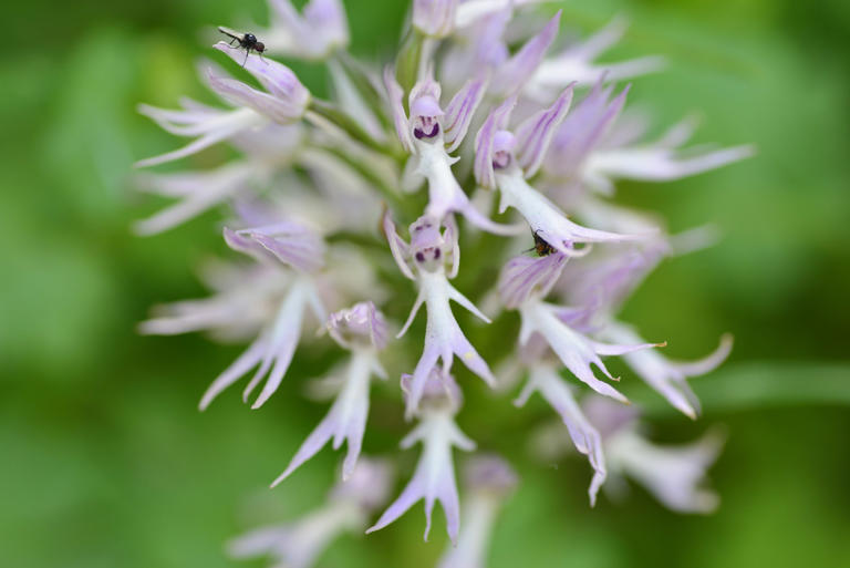 It looks like lots of pink tongues and smells like rotting flesh. 10 ...