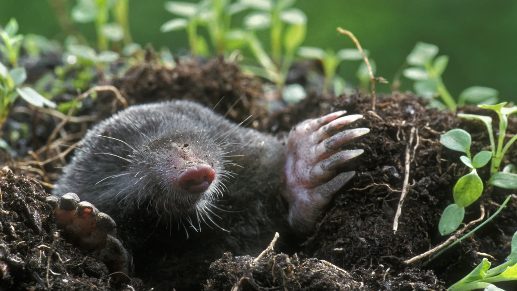 Factors that encourage mole activity in yards