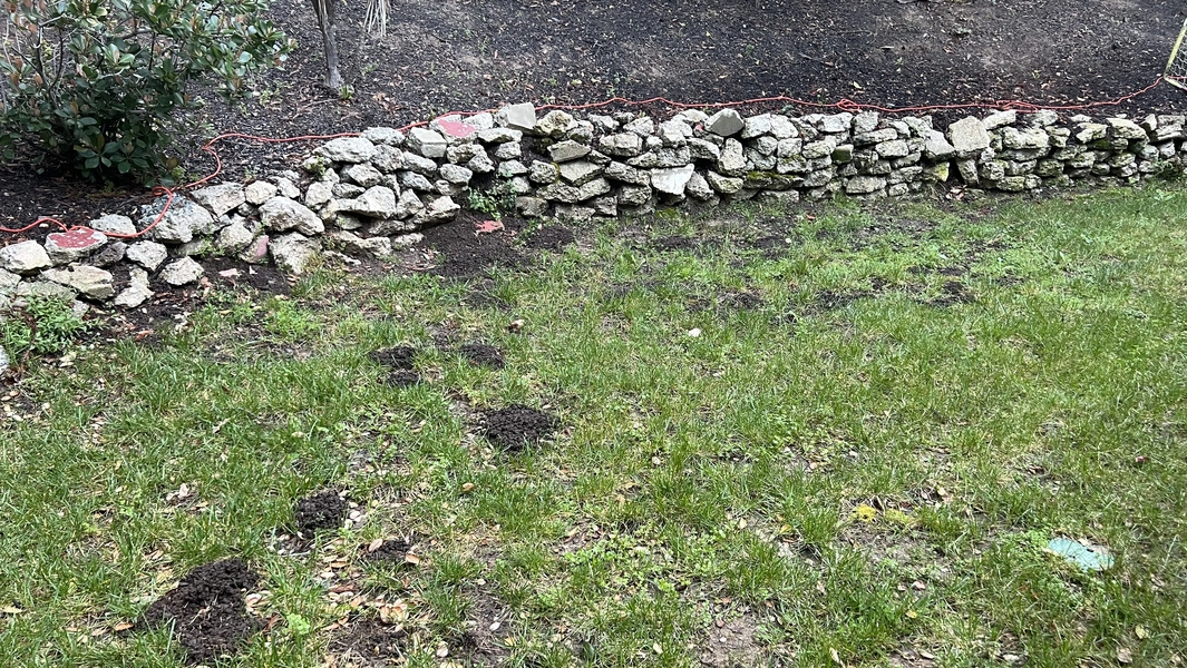 Factors that encourage mole activity in yards