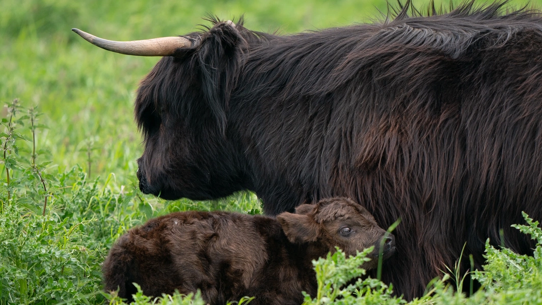 Highland cow calving and early calf care