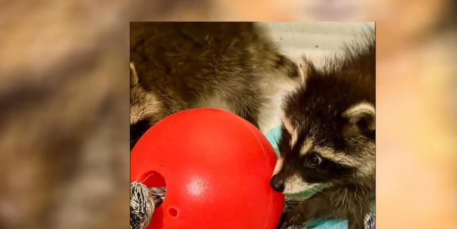 'Pet Pals TV': Learning about rewilding