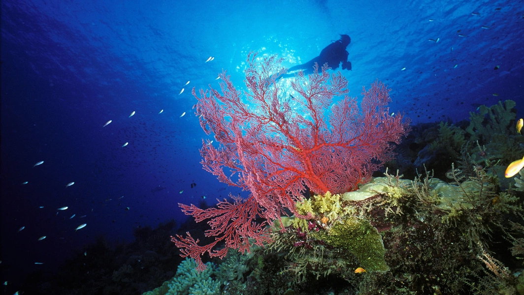 13 stunning snorkeling spots around the world