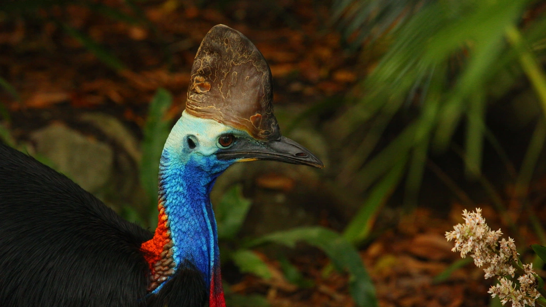 Cassowary facts, behavior, and conservation