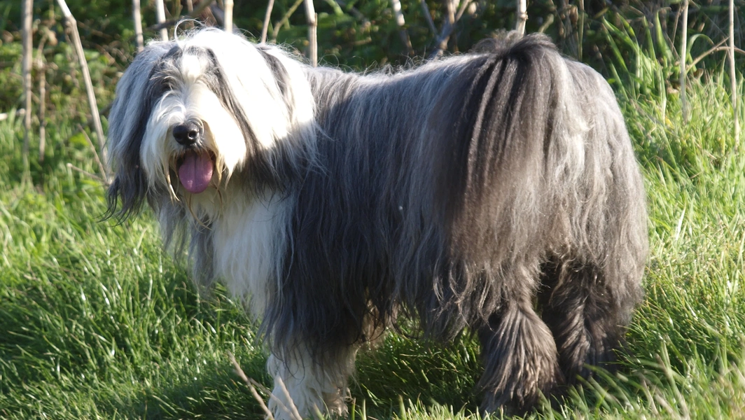 5 charming bearded dog breeds and their care