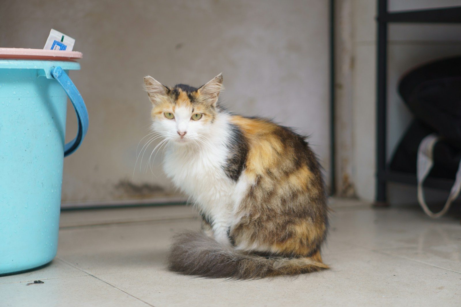 How brave police officers saved a trapped alley cat
