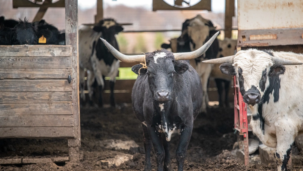 8 iconic and luxurious American ranches