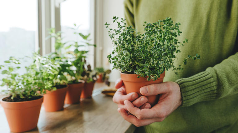 How some chalk paint can completely change the look of your potted plants
