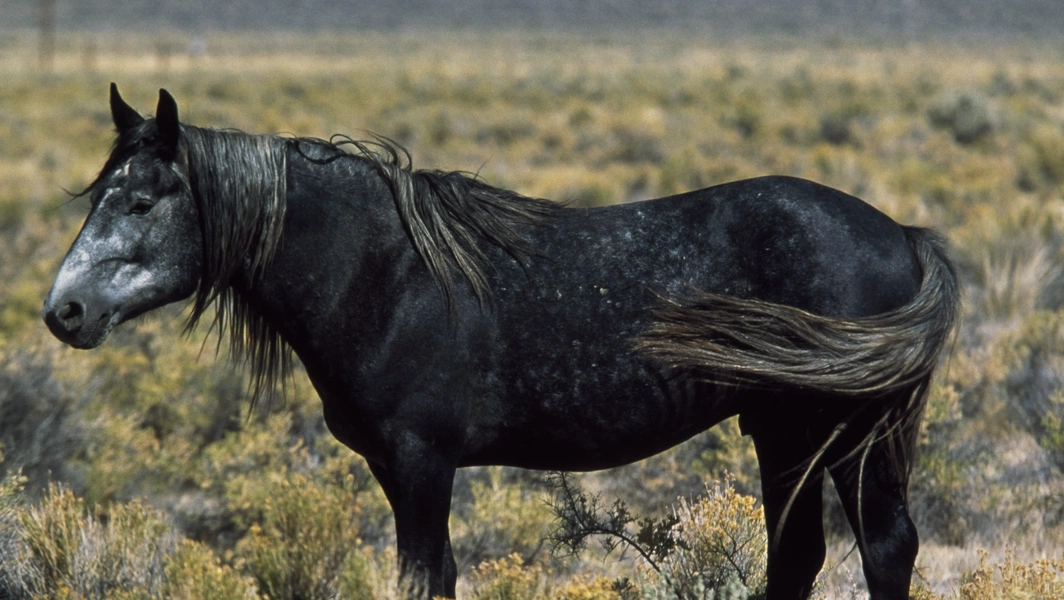 Wild mustangs and domestic horses compared
