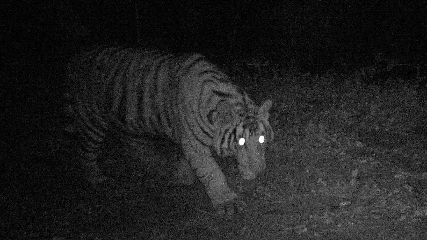 Forest dept steps up efforts to rescue injured tiger with a wire snare ...
