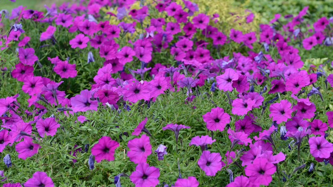 16 cascading plants perfect for retaining walls