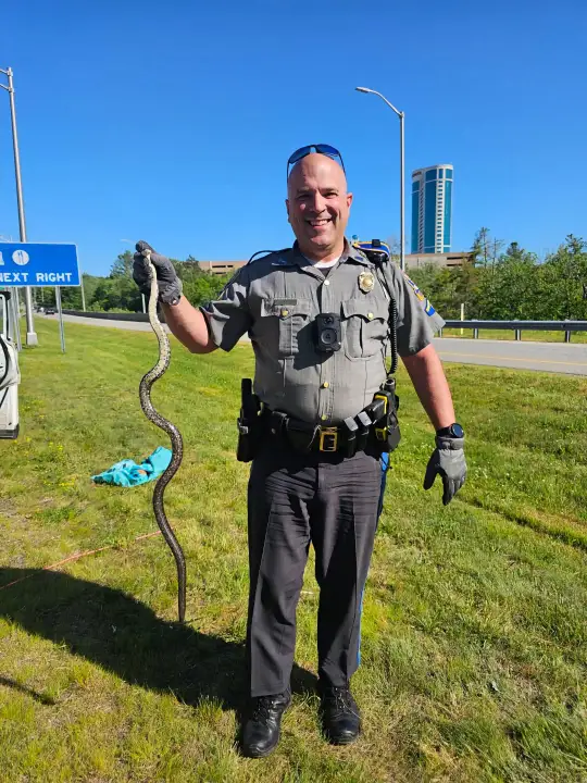 Video: Woman discovers snake inside car while driving on Route 2 near ...