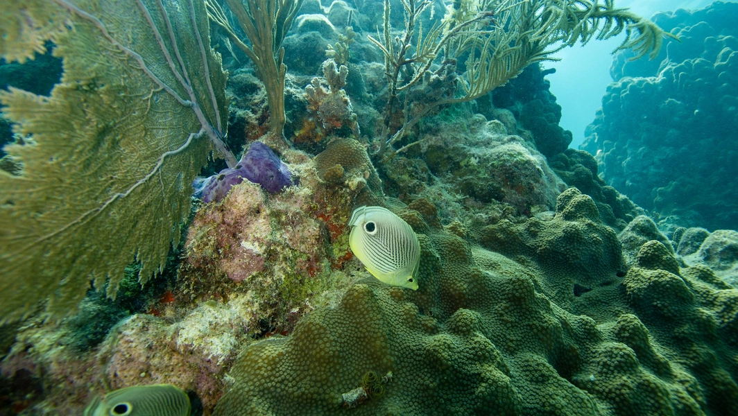 14 stunning snorkeling spots across Florida