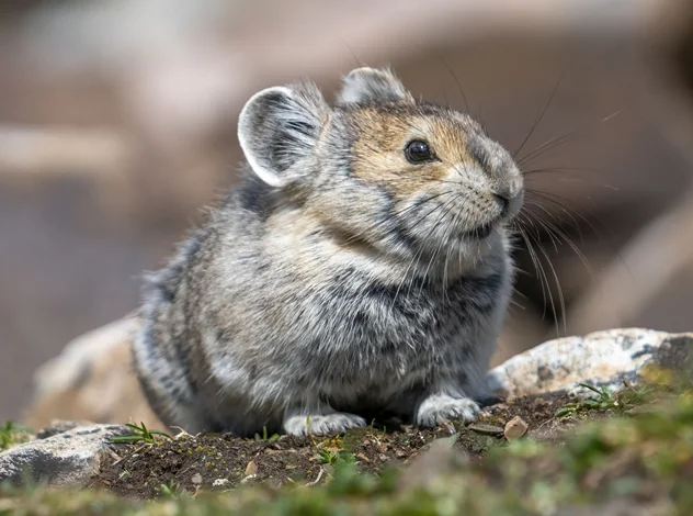 Pika: O pequeno mamífero das montanhas conhecido como "coelho assobiador"