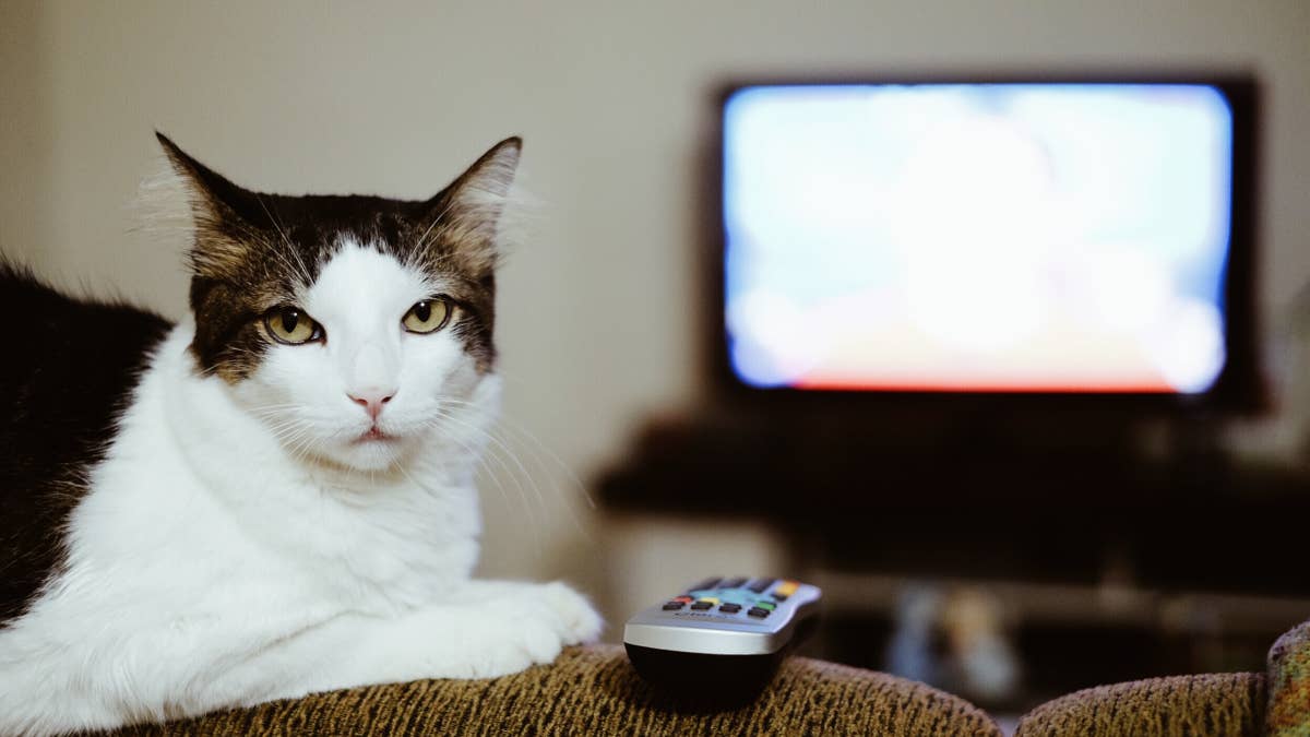 Watch a quirky hairless cat get totally hypnotized by old-school 'Cat TV'