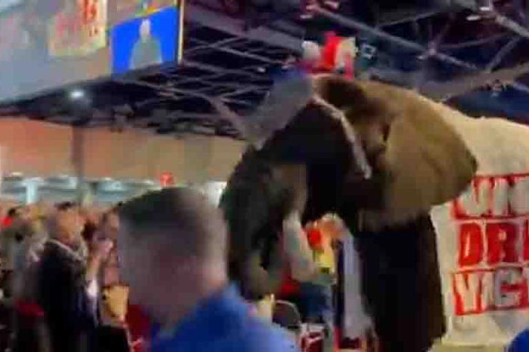 'Tortured' elephant paraded around at Texas GOP convention pees all ...
