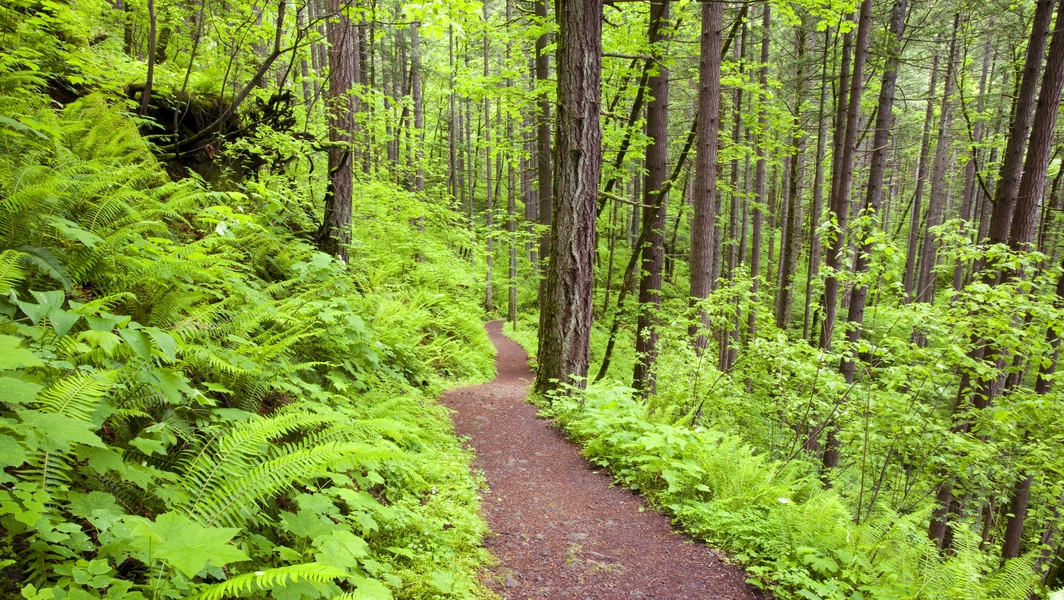 Scenic forest trails and boardwalks across Oregon
