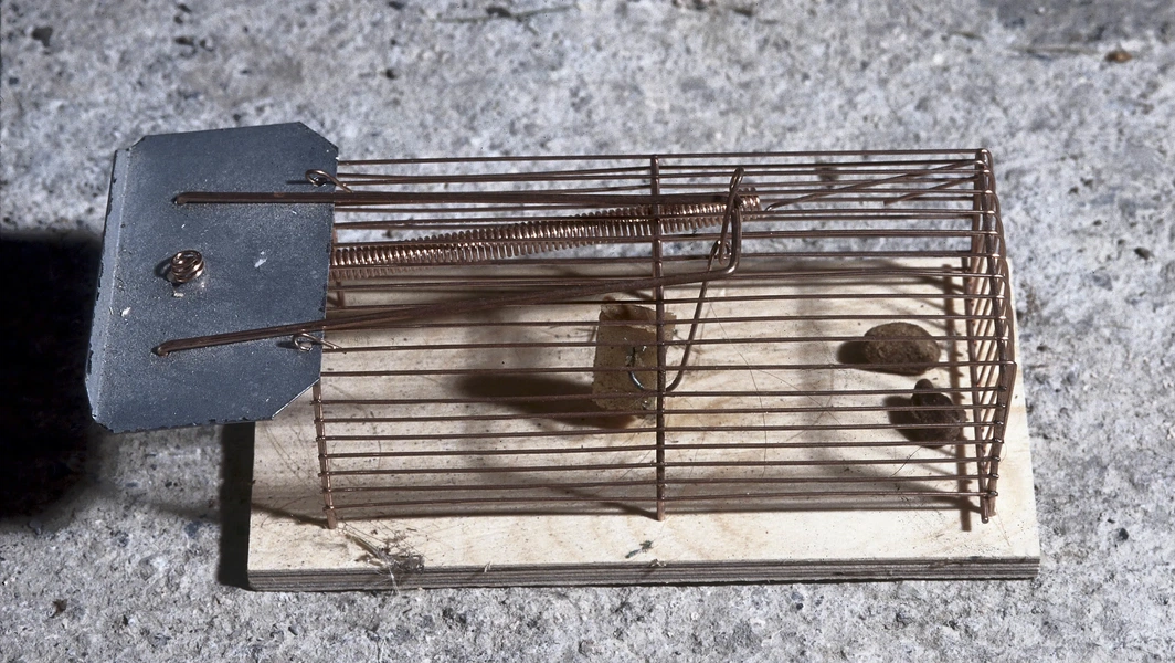 4 best mouse traps for every pest control need