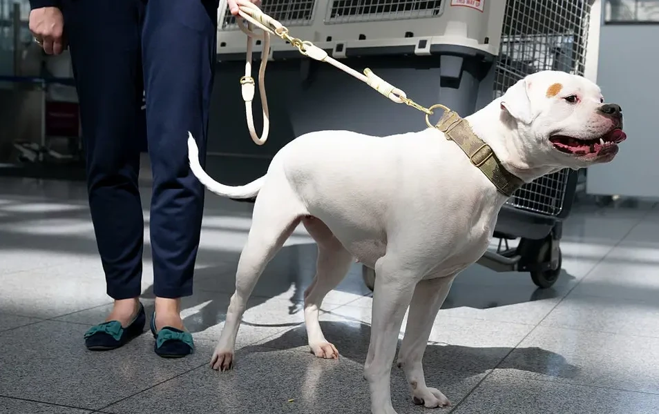 Why American bulldogs steal so many hearts