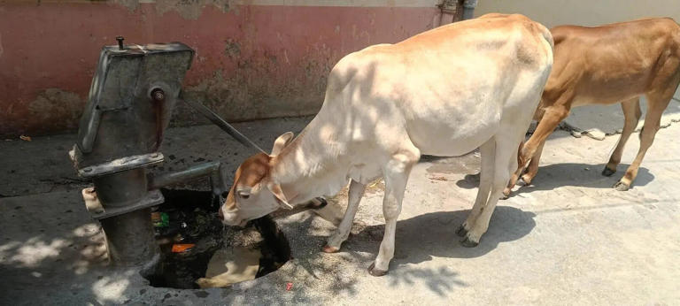 Maharashtra begins in-house goatpox vaccine production to combat lumpy ...