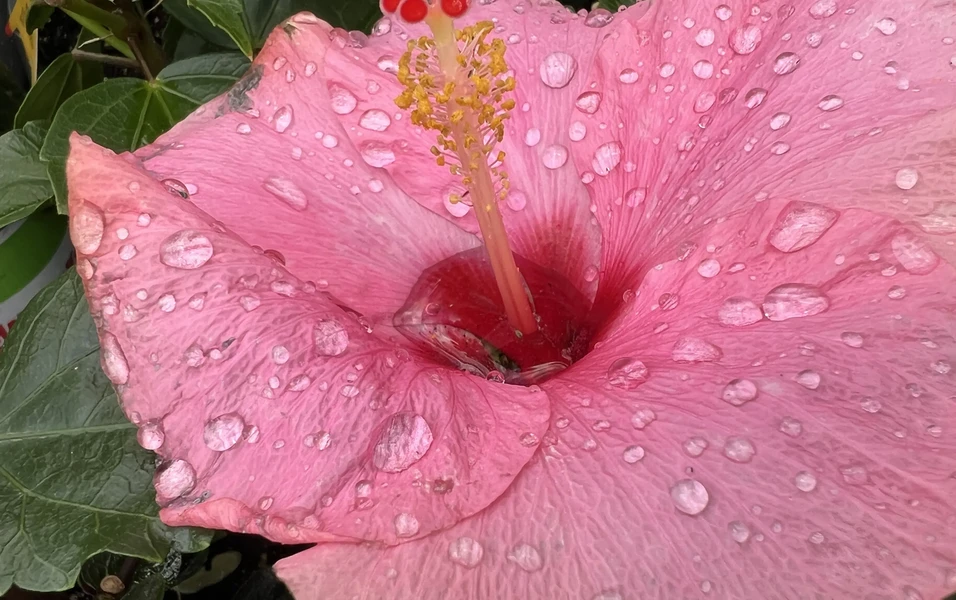 Sipping hibiscus tea for soul and health