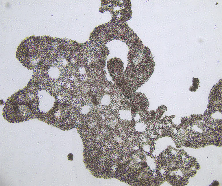 Heat-surviving cyanobacteria switch to respiration when photosynthesis ...