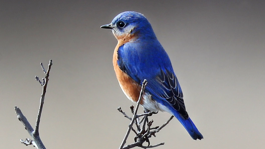 How to create a bluebird-friendly habitat