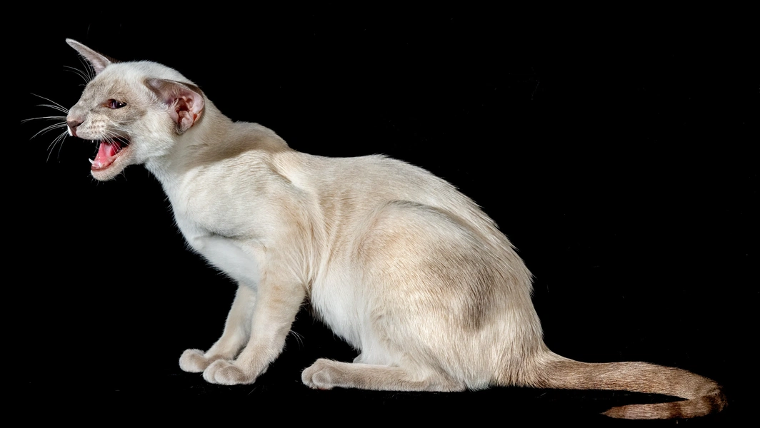 6 cat breeds known for deep human bonds