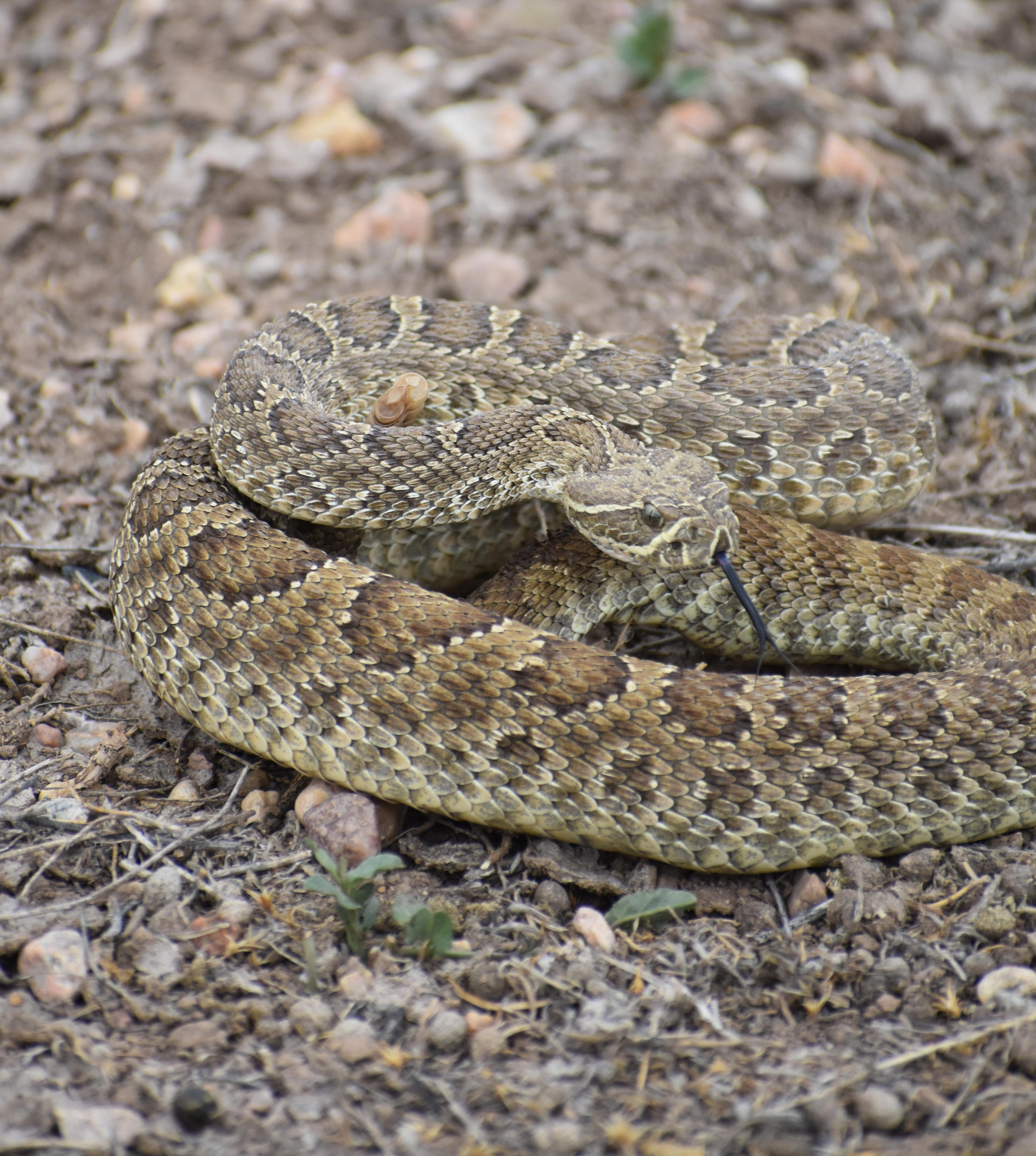 Dog survives rattlesnake bite in Oregon's Columbia River Gorge