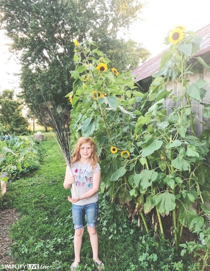 What to plant in June: Everything you can still grow this summer