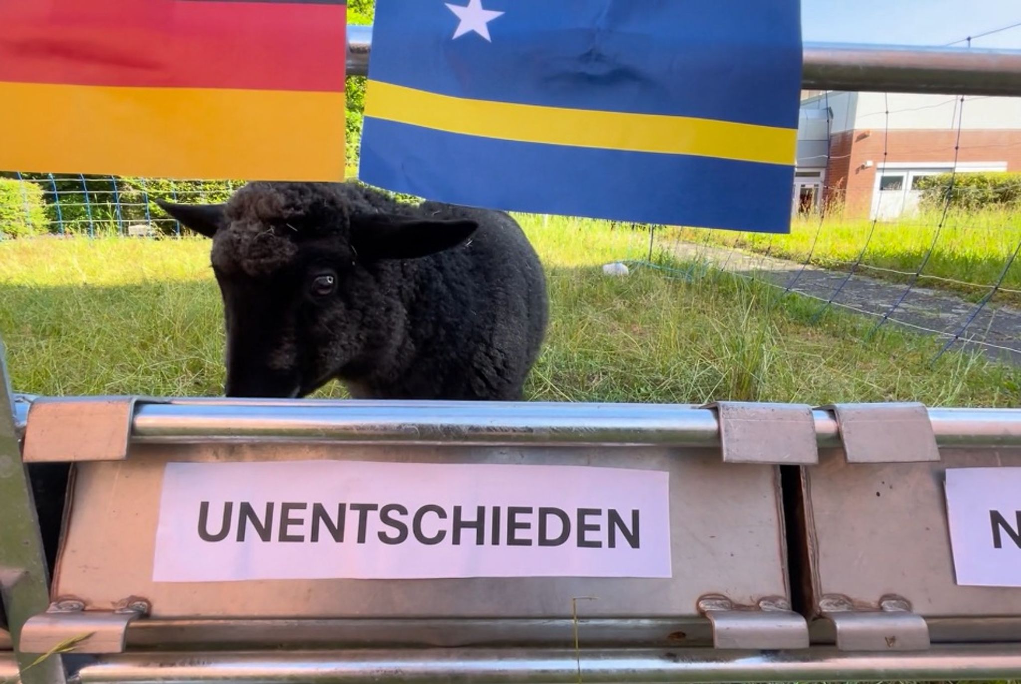 Schaf Tina tippt auf Unentschieden bei Deutschland-Spiel