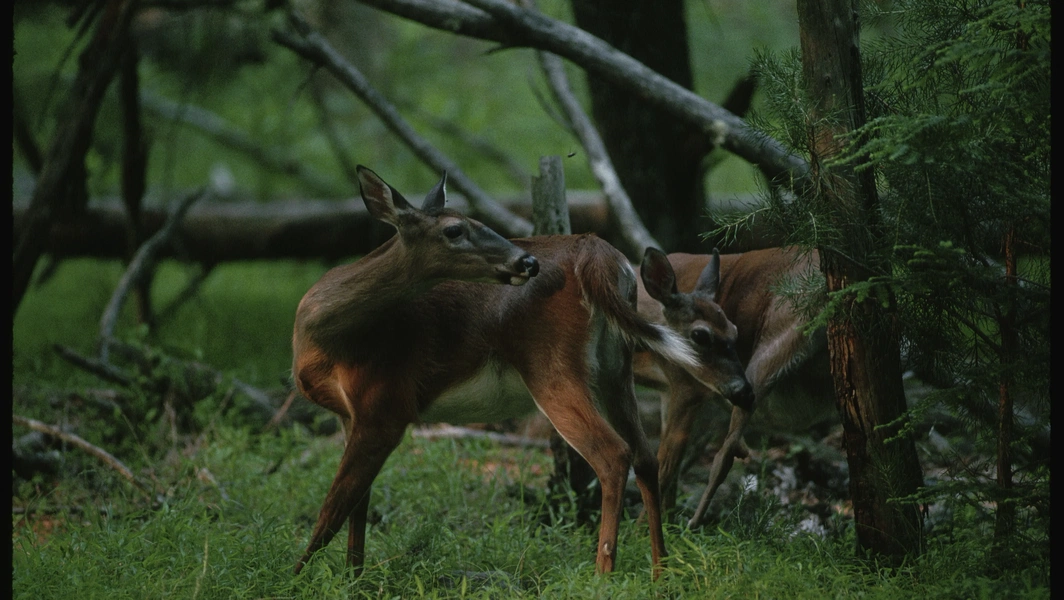 Deer species and subspecies of North America