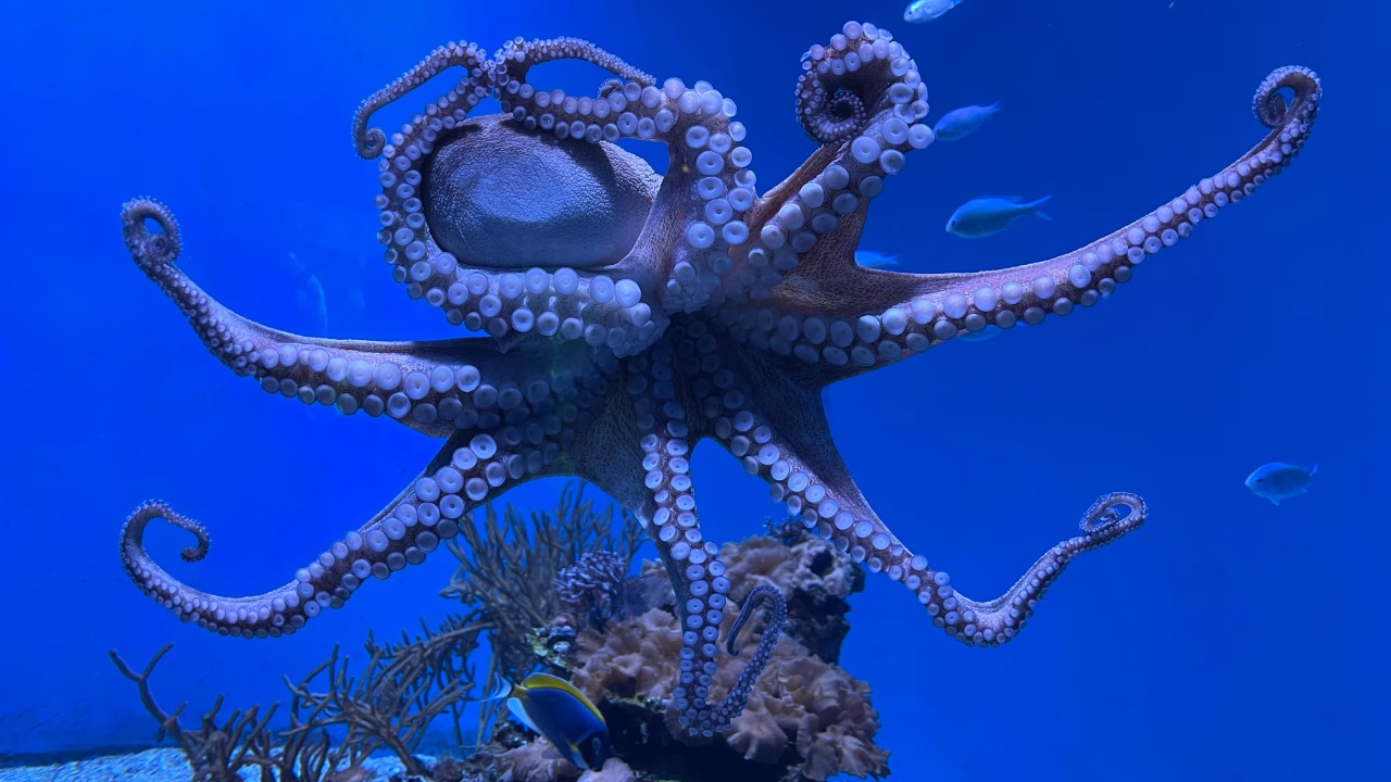 An octopus has three hearts and blue blood