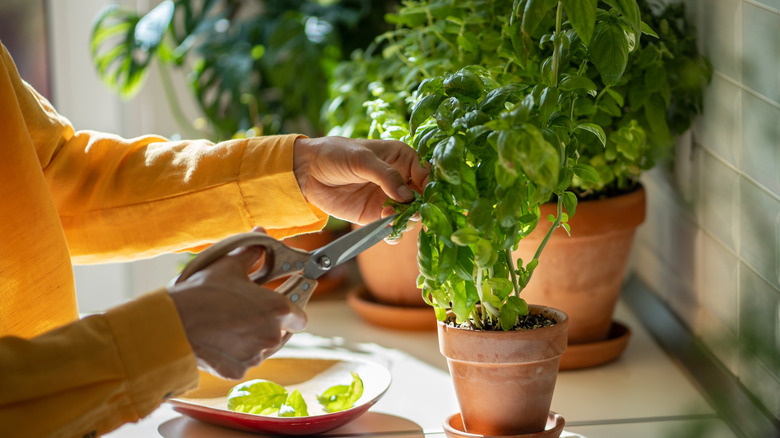 How some chalk paint can completely change the look of your potted plants