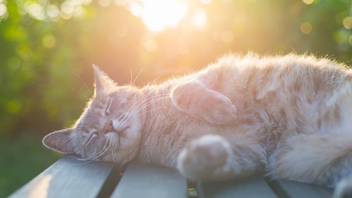 Veterinarians say this is the best place for cats to sleep when ...