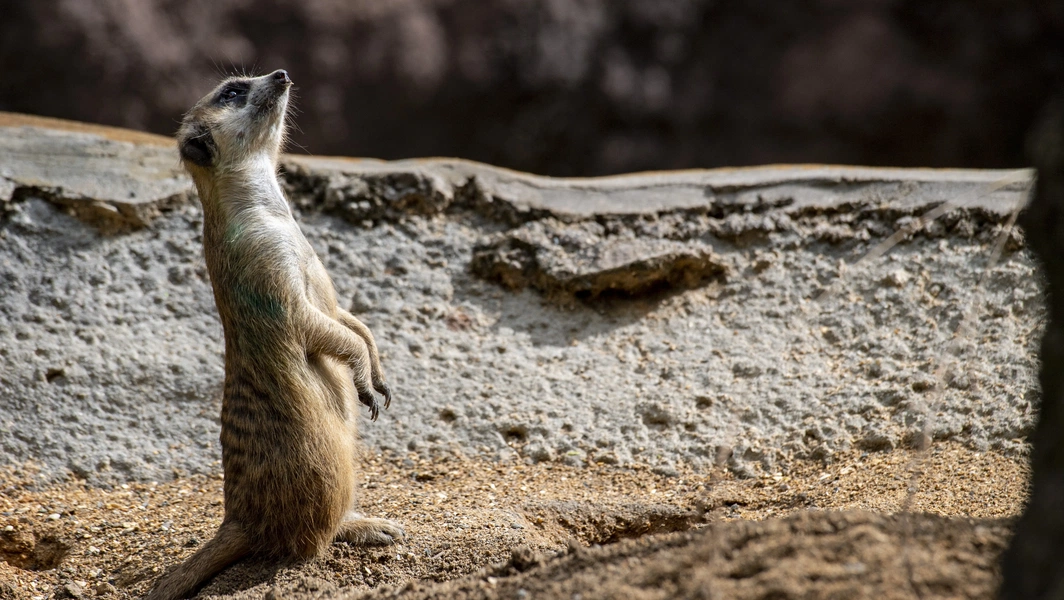22 animal behaviors signaling predator presence