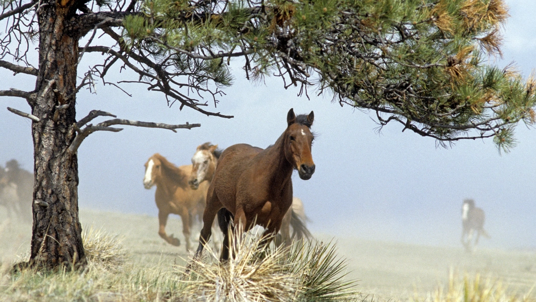 Wild mustangs and domestic horses compared